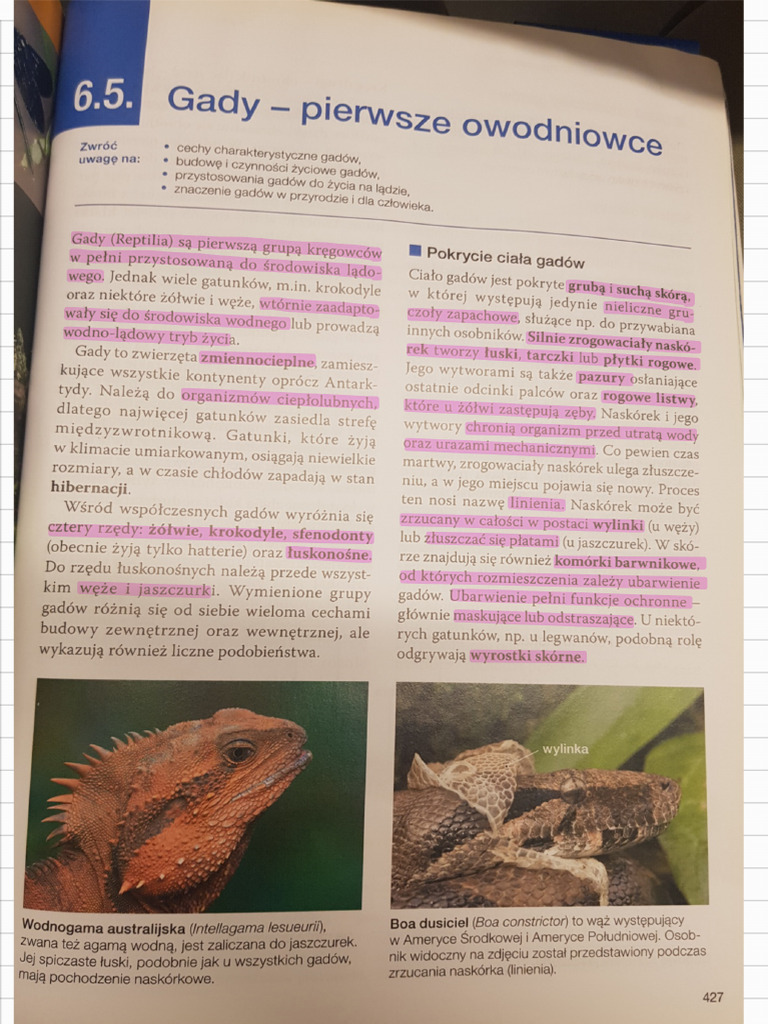 Gady | PDF