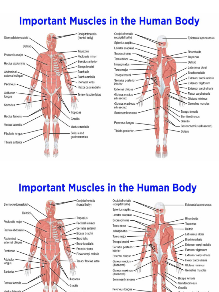 Muscles | PDF