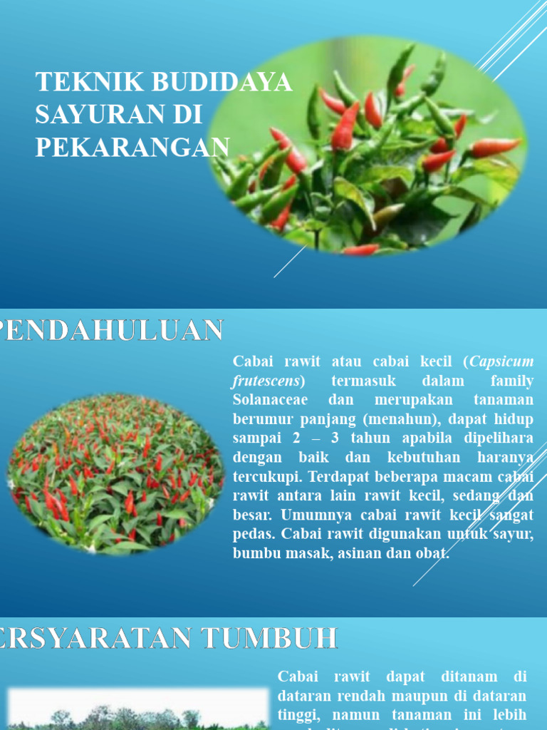 Budidaya Tanaman Cabai Rawit | PDF