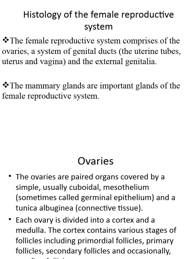 Histology of the Female Reproductive System | PDF | Ovary | Menstrual Cycle