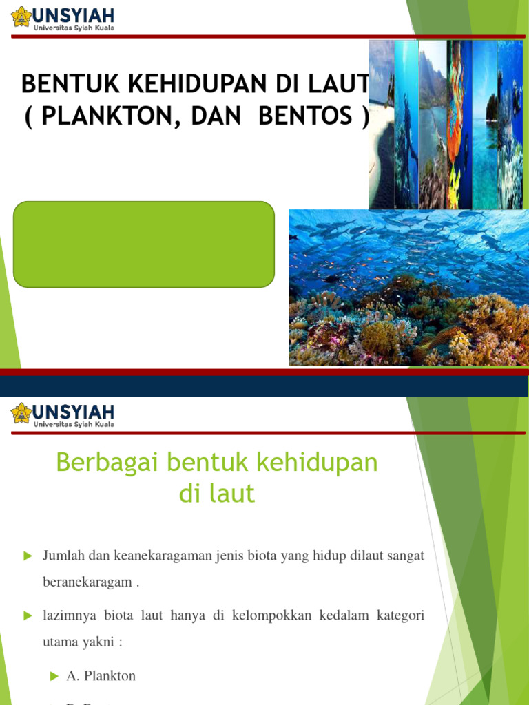 Plankton Dan Bentos | PDF