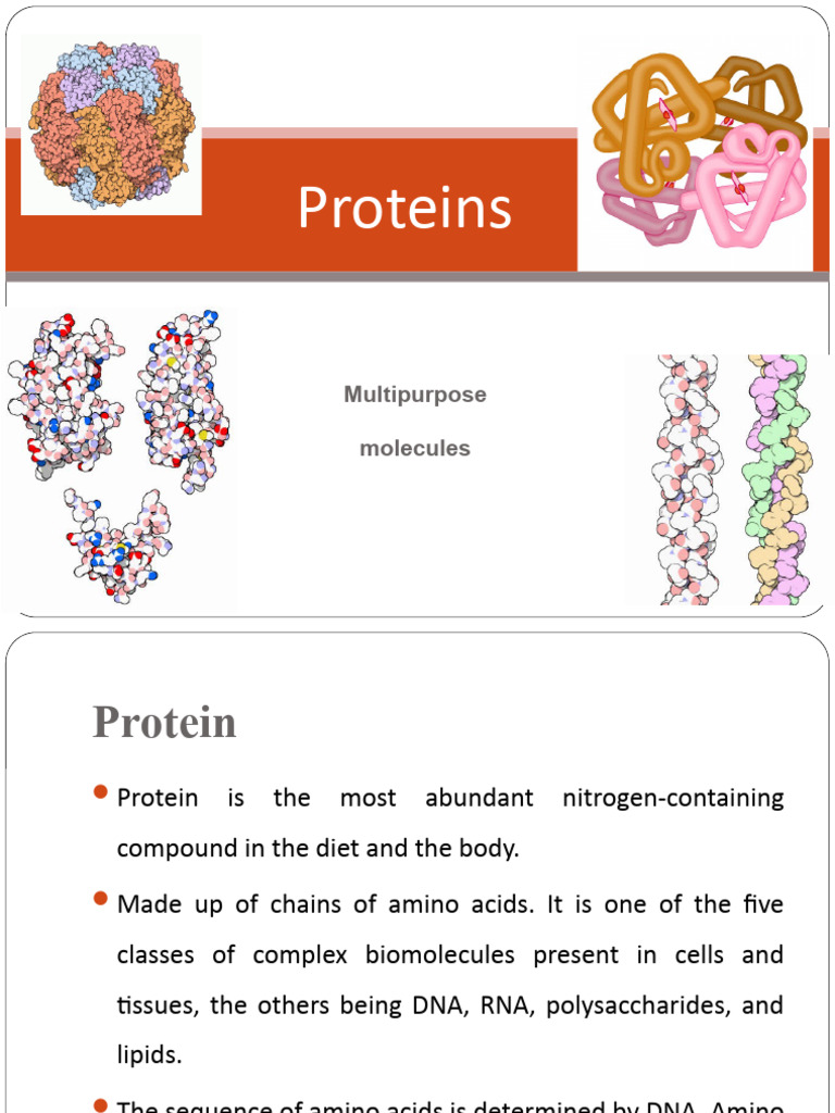 Proteins | PDF | Proteins | Amino Acid