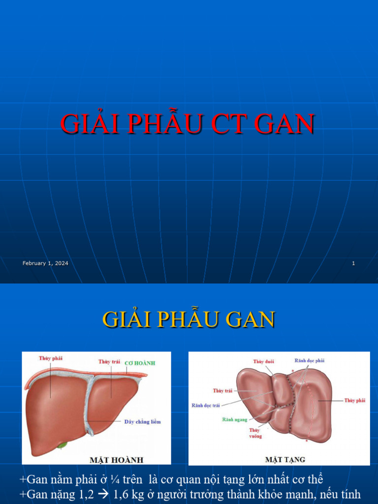 Giai Phau CT Gan | PDF