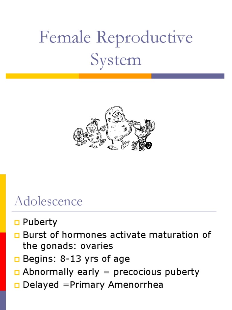 Female Reproductive System2 | PDF | Uterus | Menstrual Cycle