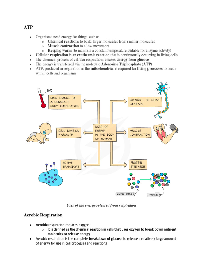 Cellular Respiration Explained | PDF | Cellular Respiration | Stoma