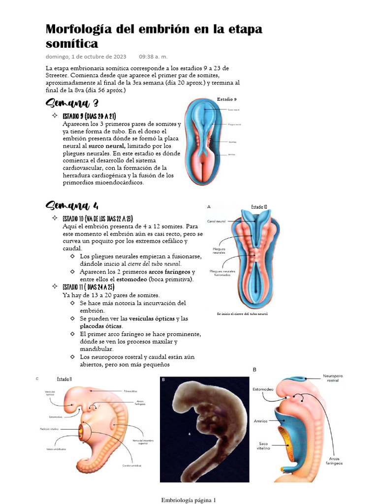 Morfología Del Embrión en La Etapa Somítica | Descargar gratis PDF ...