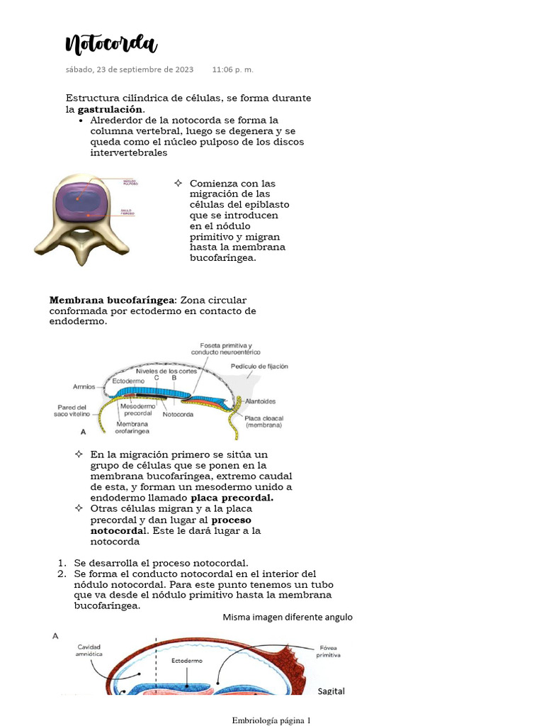 La Notocorda Embriología | PDF