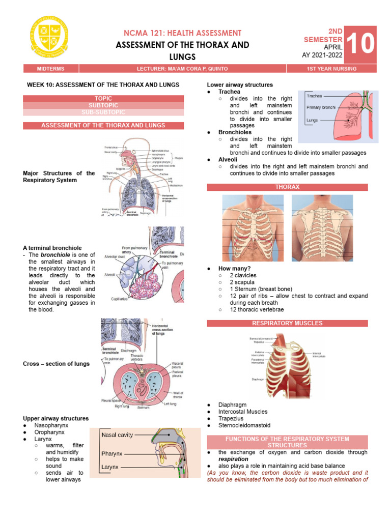 Thorax and Lungs Assessment Guide | PDF | Respiratory Tract | Lung