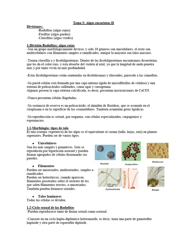 Tema 5 | PDF | Espora | Algas