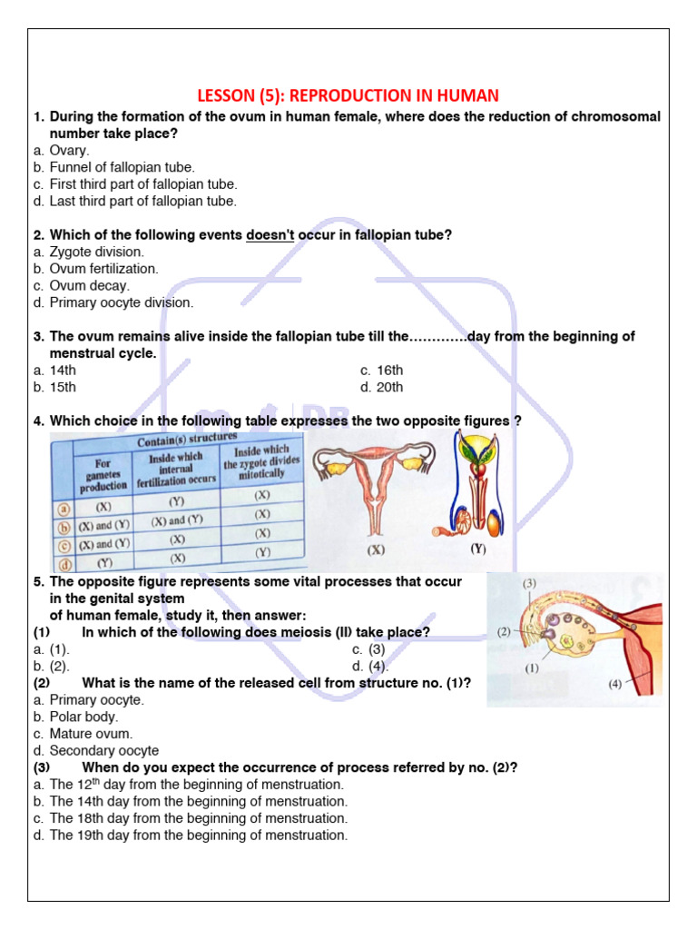 LESSON (5); reproduction in human | PDF | Menstrual Cycle | Twin