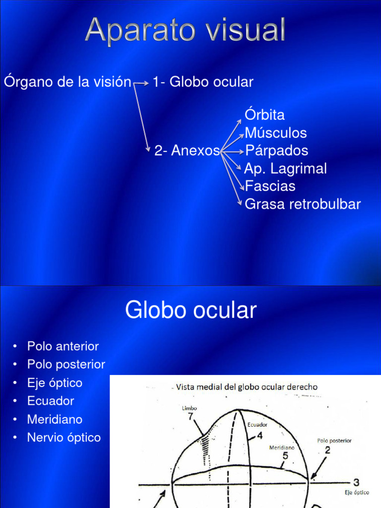 Aparato Visual | PDF | Ojo | Ojo humano