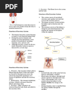 Male Reproductive System Pdf Testicle Prostate