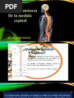 Definición y función del huso muscular | PDF | Músculo | Anatomía