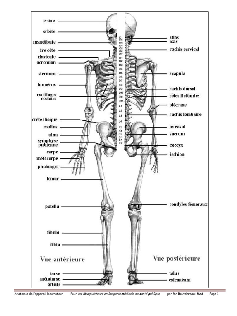 Anatomie de l'articulation sterno-costale | PDF | Vertèbre | Colonne ...