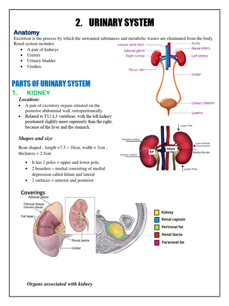 Kidney and Urinary Systm | PDF | Kidney | Abdomen