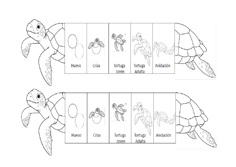 Plagable de Ciclo de Vida de La Tortuga Marina | PDF