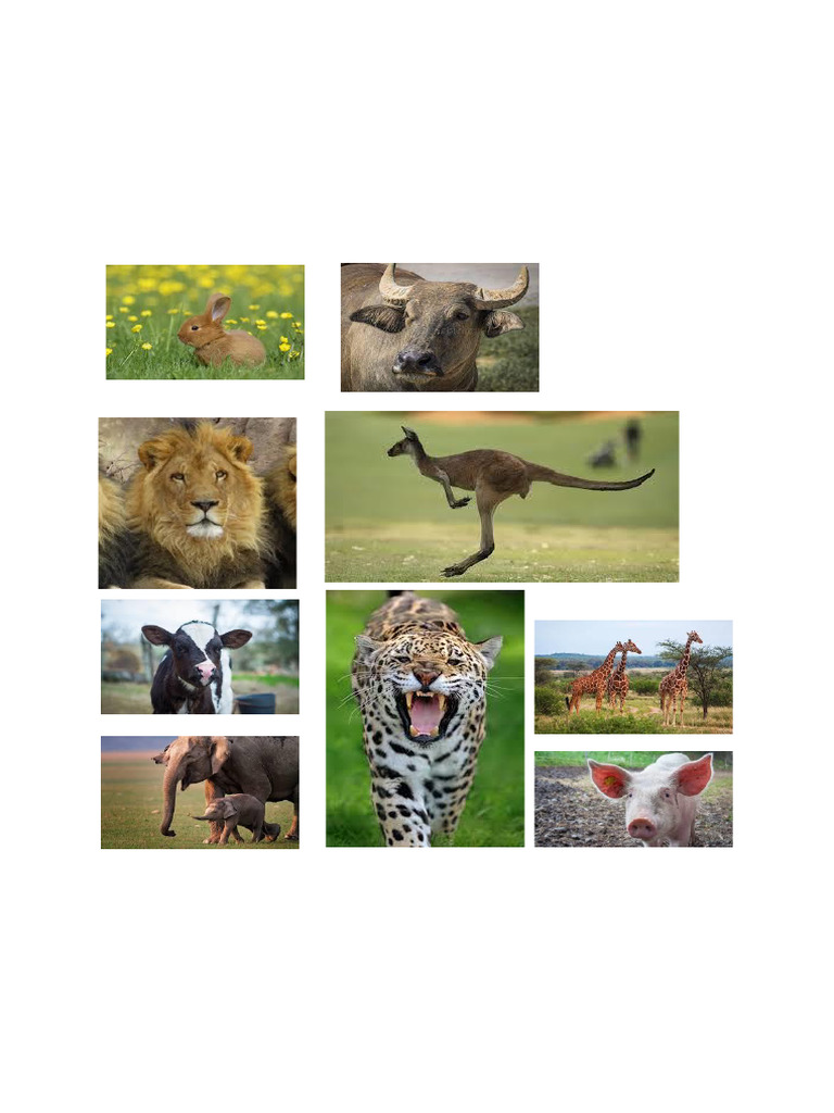9 Land Animals | PDF