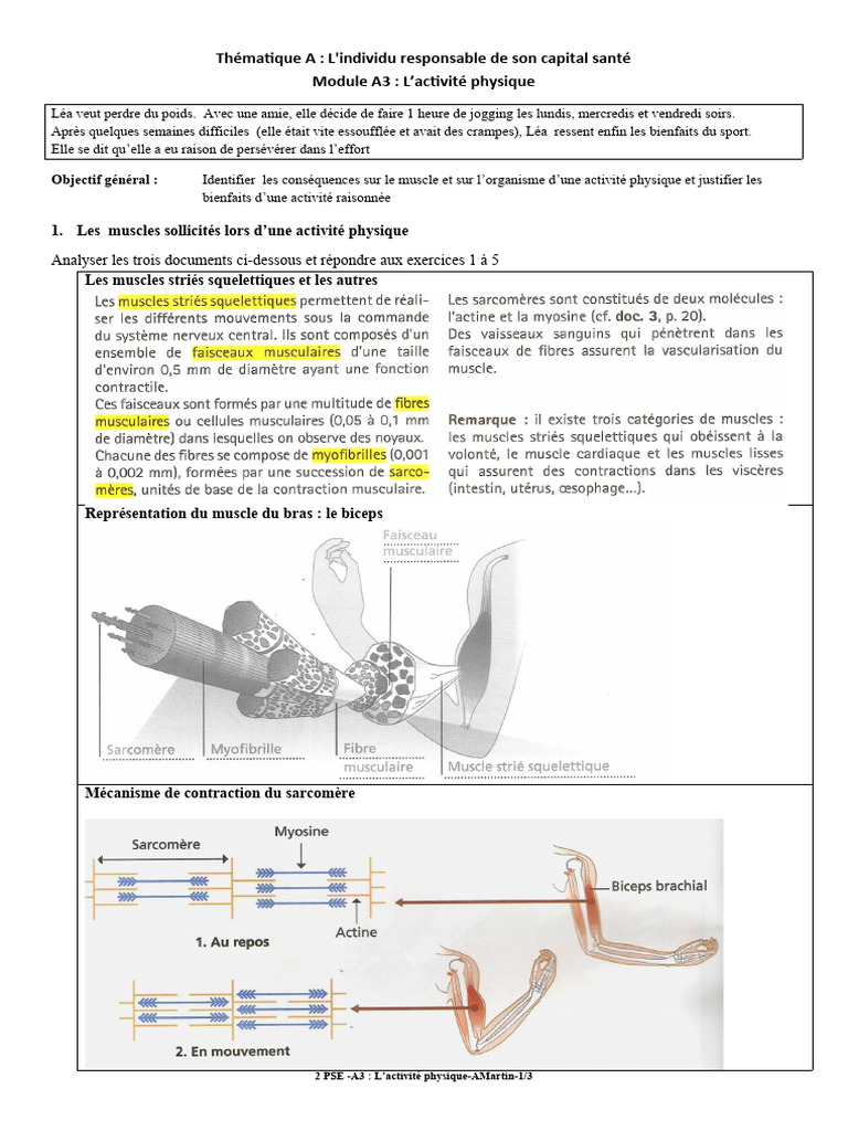 A3 Activité Physique Seconde Bac PSE Reforme | PDF | Muscle ...