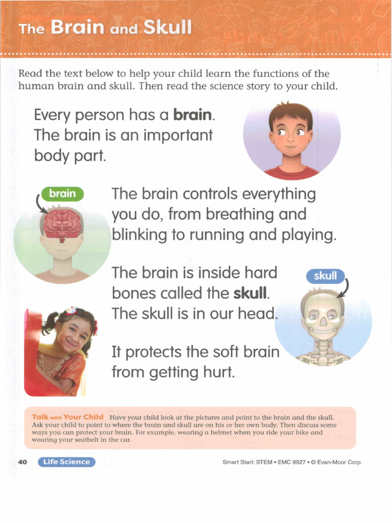 05 The Brain and Skull | PDF