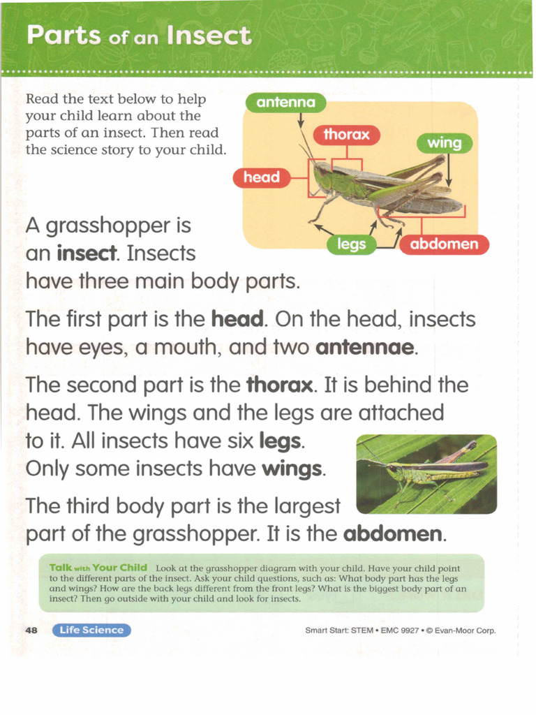 06 Parts of an Insect | PDF