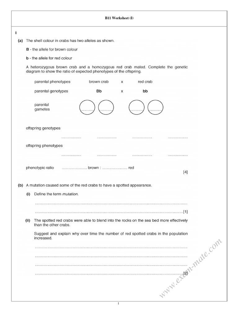 B11 Worksheet (1) | PDF