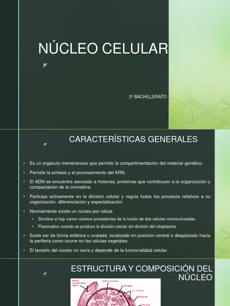 Nucleo Celular | PDF | Nucleo celular | Cromatina