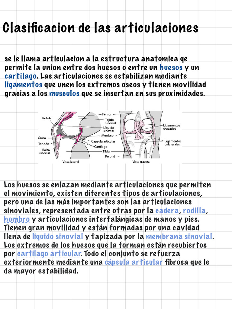 Clasificacion de Las Articulaciones | PDF | Articulación | Sistema musculoesquelético