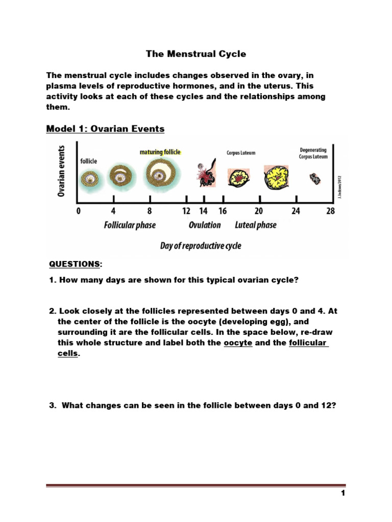 Menstrual Cycle Student Version | PDF | Menstrual Cycle | Ovary