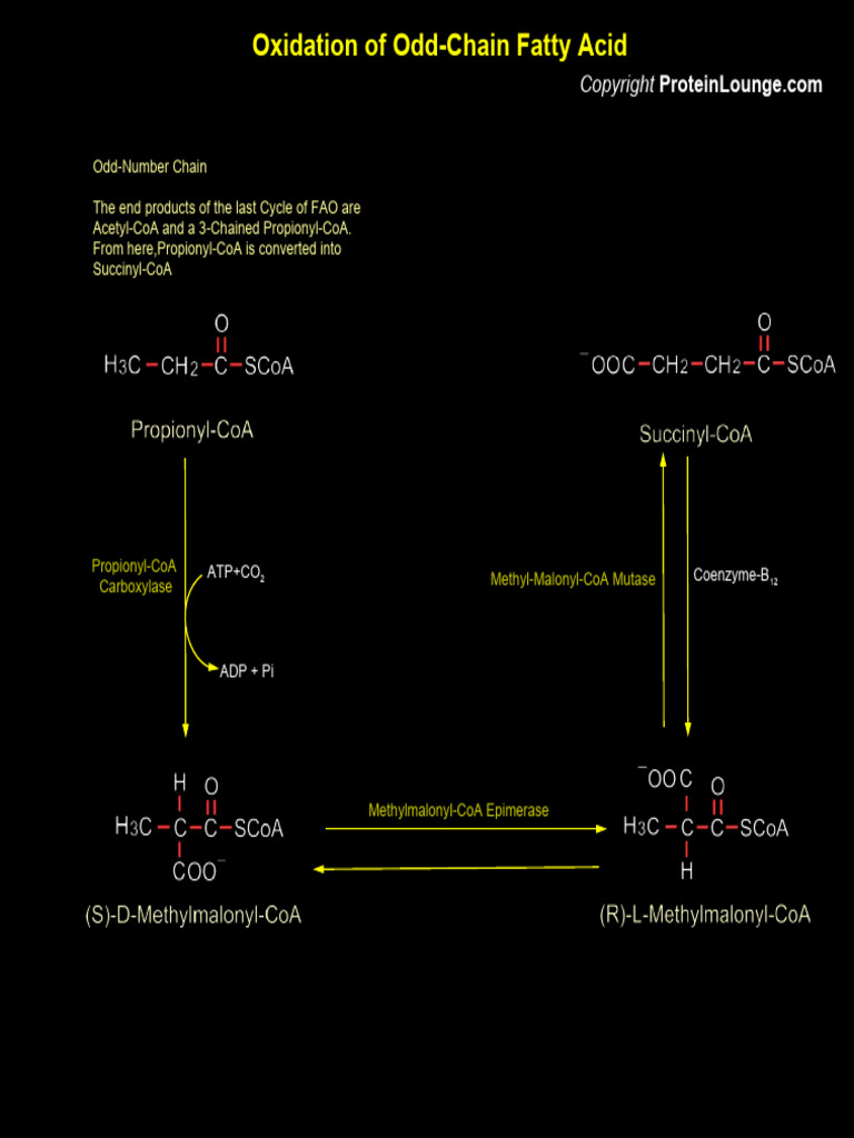 Oxidation Pathway of Odd-Chain Fatty Acids | PDF