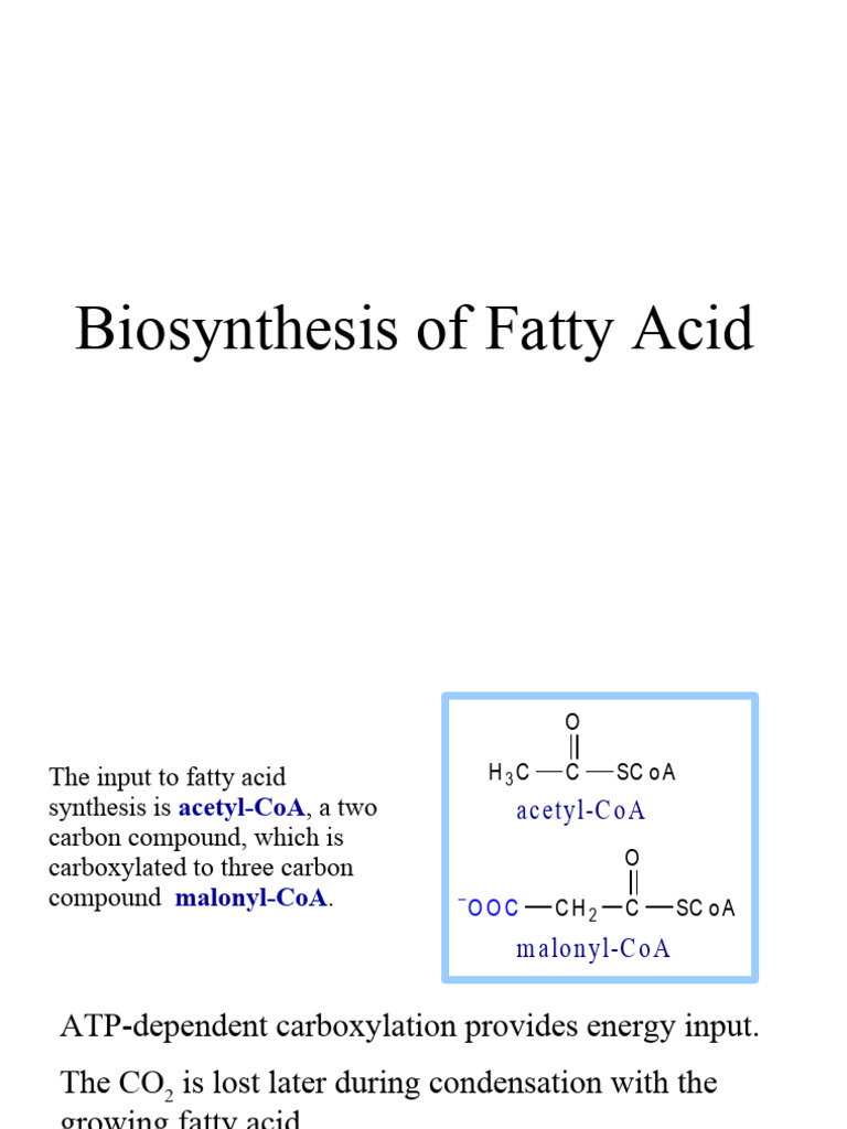 Fatty Acid Biosynthesis Overview | PDF | Biosynthesis | Fatty Acid