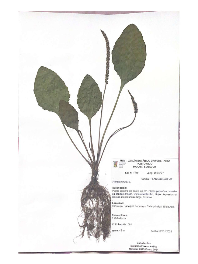 Herbario de Plantas Medicinales | PDF