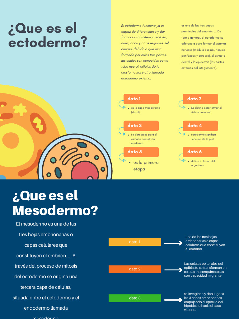 Capas Germinativas | PDF | Embrión | Anatomía