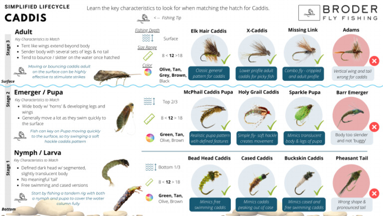 Simplified Life Cycle - Caddis | PDF