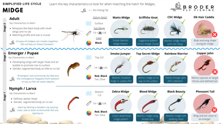 Midge Simplified Life Cycle Updated | PDF