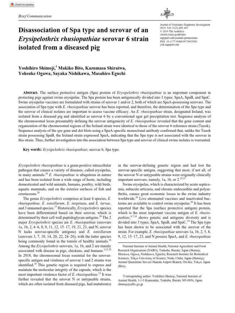 Erysipelothrix Rhusiopathiae Serovar 6 Strain: Disassociation of Spa ...