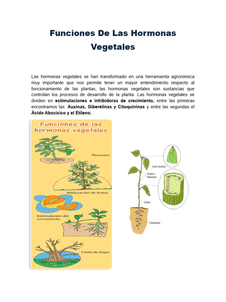 Funciones de Las Hormonas Vegetales | PDF | Hormona Vegetal | Auxina