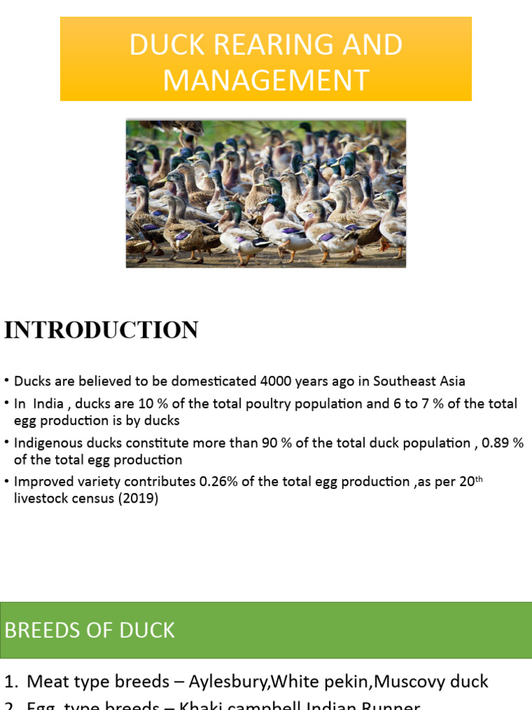 Duck Rearing and Management Guide | PDF | Cooking, Food & Wine | Home ...