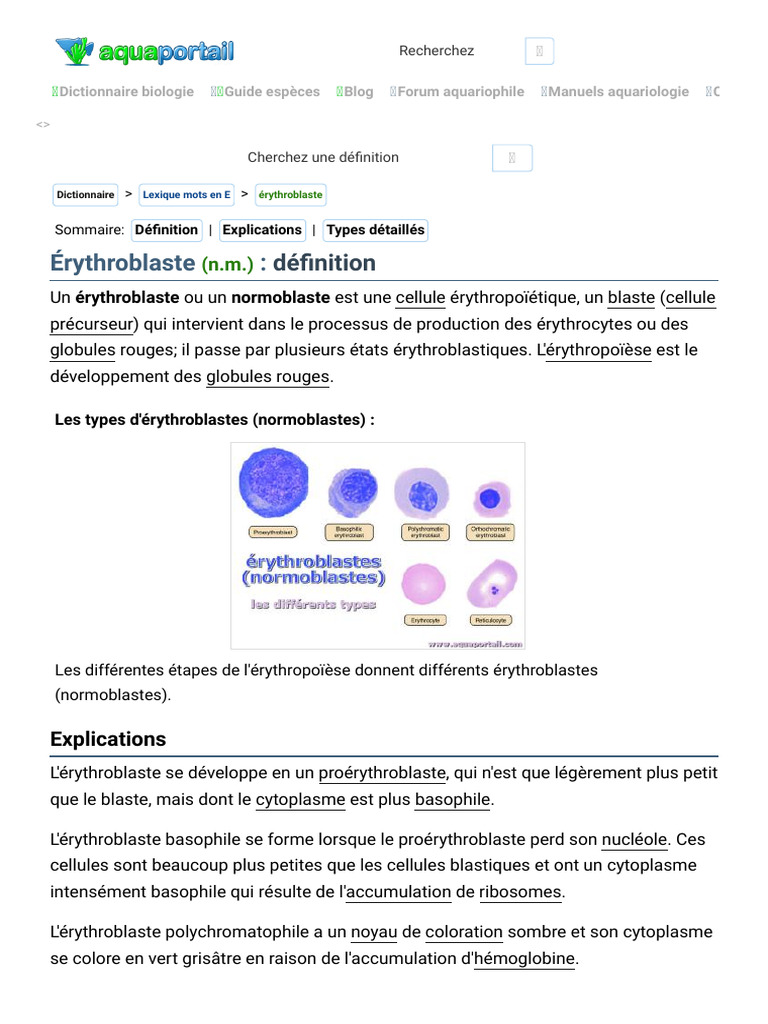 Types et rôles des érythroblastes | PDF | Globule rouge | Noyau (biologie)