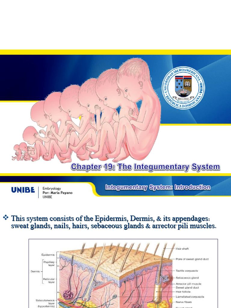 Embryo Third Week. Integumentary System | PDF | Epidermis | Nail (Anatomy)