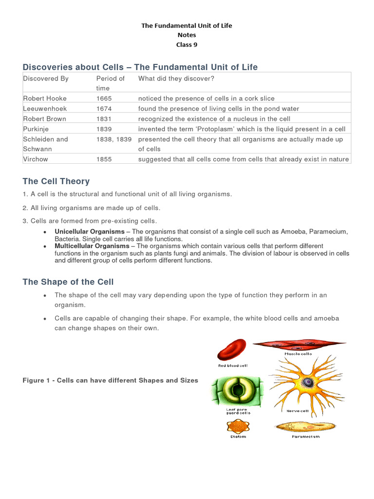 The Fundamental Unit of Life- CW Copy notes class 9 Pdf (1) | PDF ...