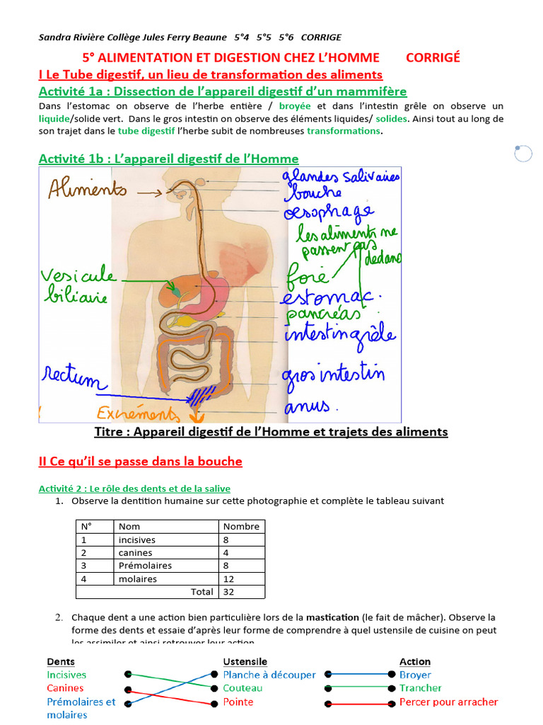 Digestion et Alimentation chez l'Homme | PDF | Tractus gastro ...