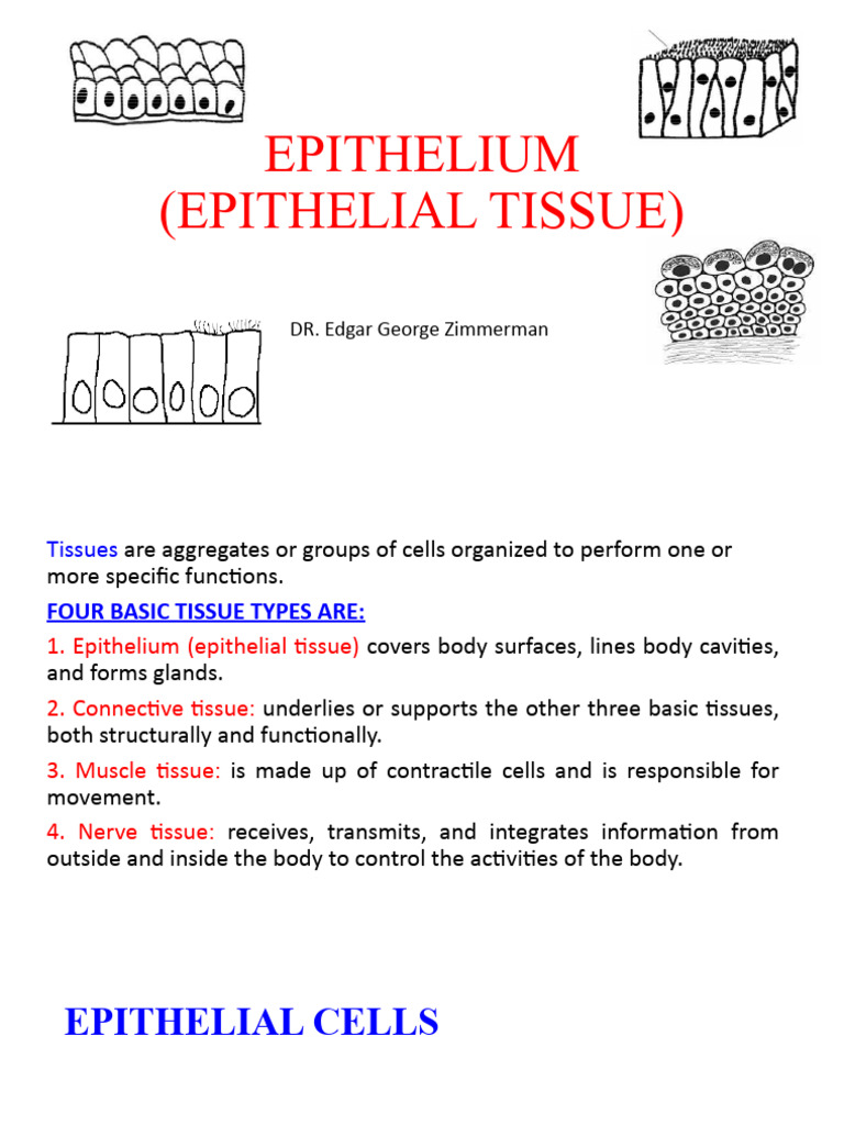 Epithelium (Epithelial Tissue) | PDF | Epithelium | Tissue (Biology)
