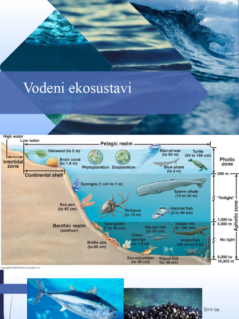 Vodeni Ekosustavi | PDF