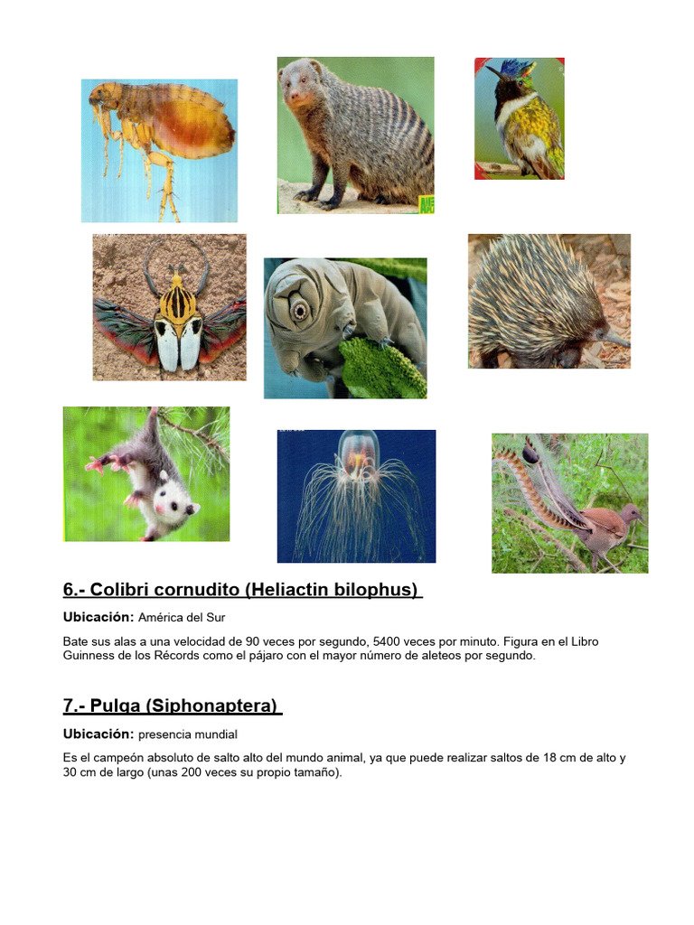 Los Animales Mas Asombrosos Del Mundo Final | PDF | Ciencia y matemáticas