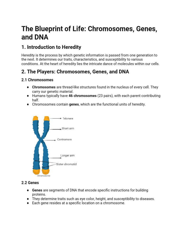 The Blueprint of Life_ Chromosomes, Genes, and DNA | PDF | Dna | Gene