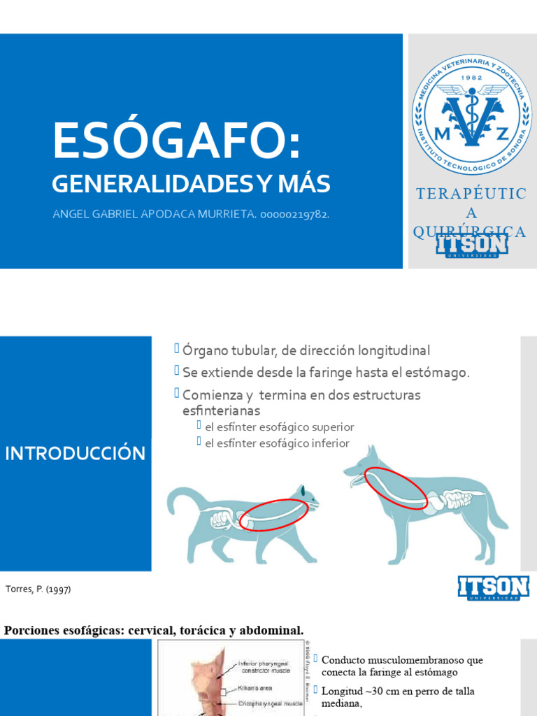 Anatomía y Tratamiento del Esófago Canino | PDF | Abdomen | Esófago