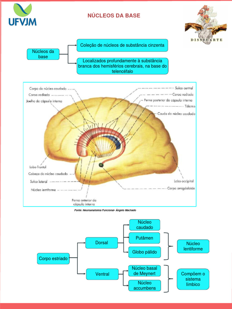 Mapa Mental Nucleos Da Base | PDF | Gânglios basais | Córtex cerebral