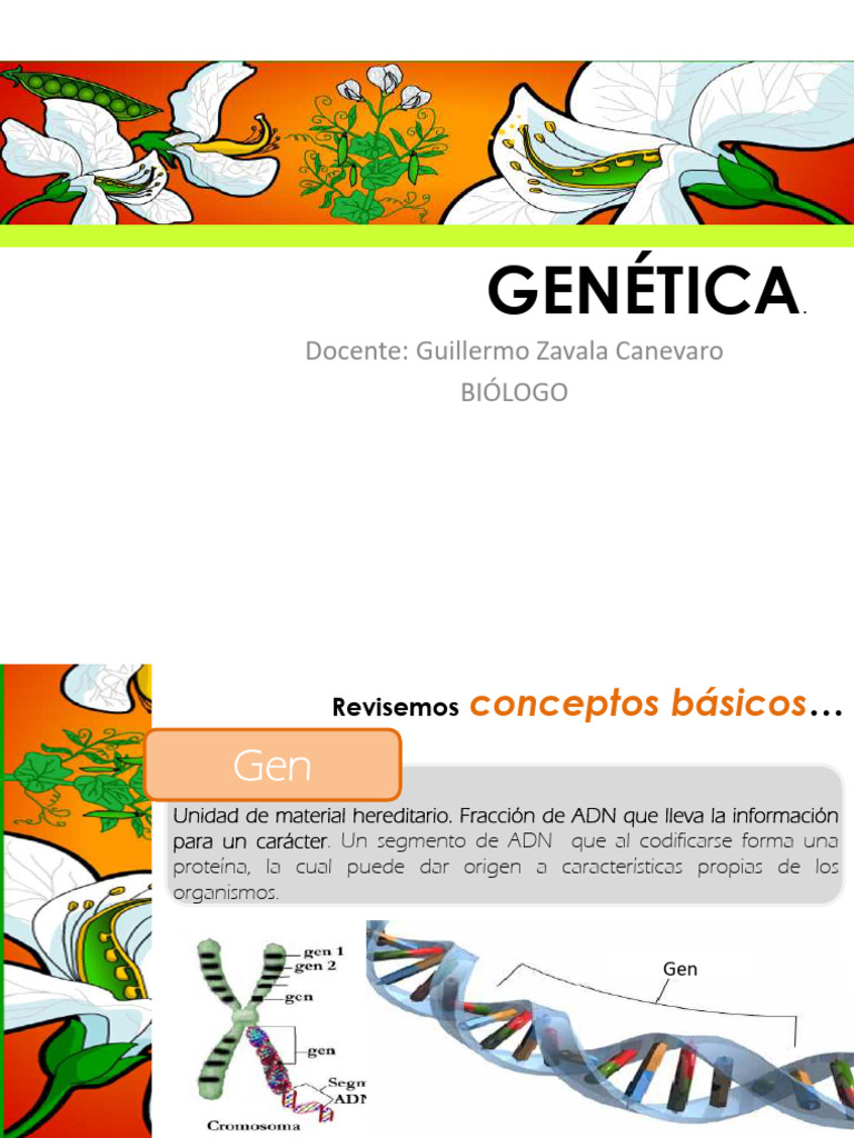 Genetica Mendeliana | PDF | Dominancia (Genética) | Cigosidad