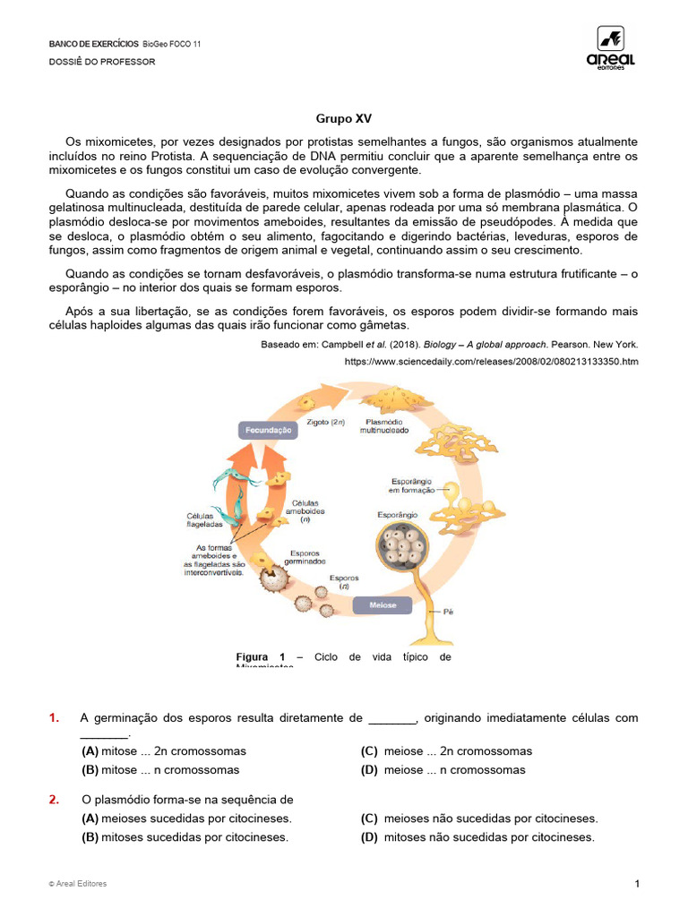 06 - Ficha 9 (Grupo XV) - Ciclos | PDF | Célula (Biologia) | Ploidia