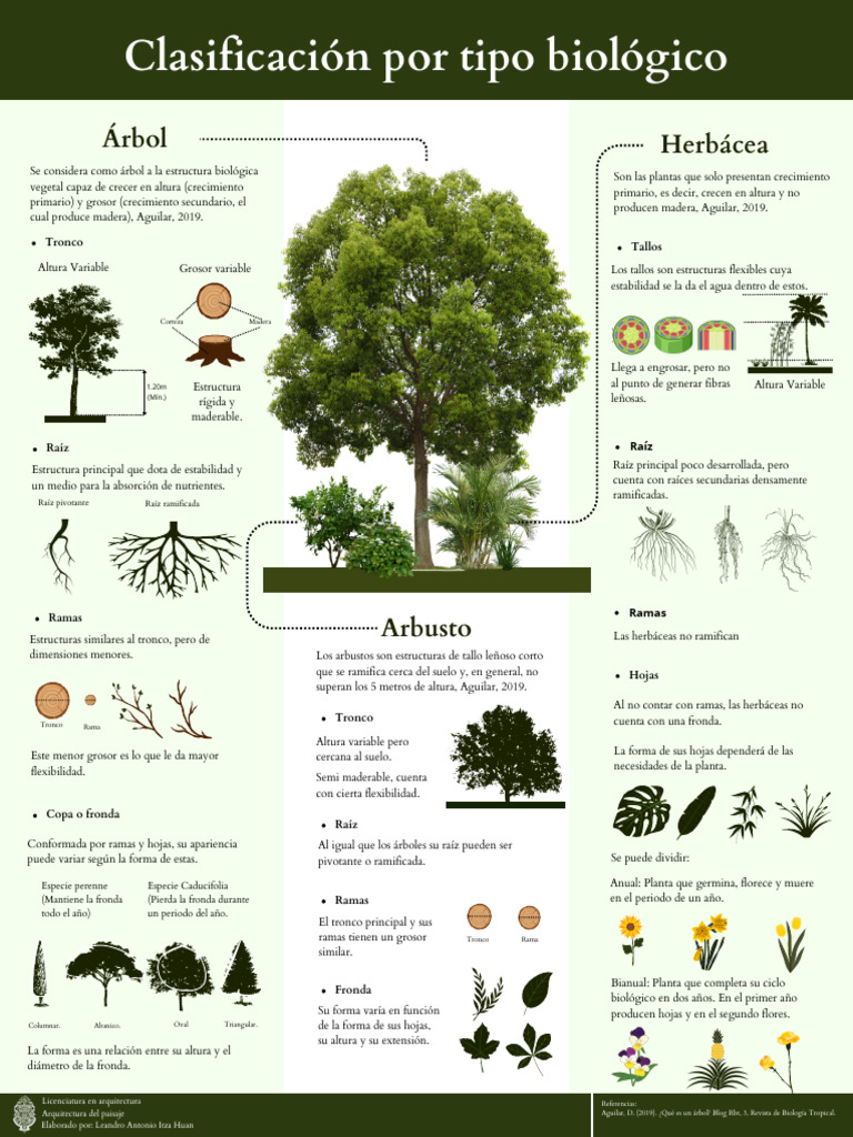 Clasificación Tipo Biológico. Leandro Itza | PDF | Tallo de la planta | Arboles